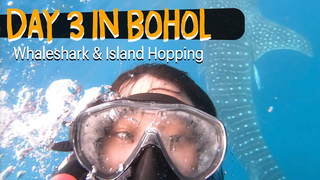 Day 3 in Bohol | Whaleshark and Island Hopping | Yla Dizon - YouTube