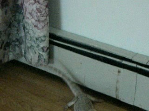 Bearded dragon Jump - YouTube