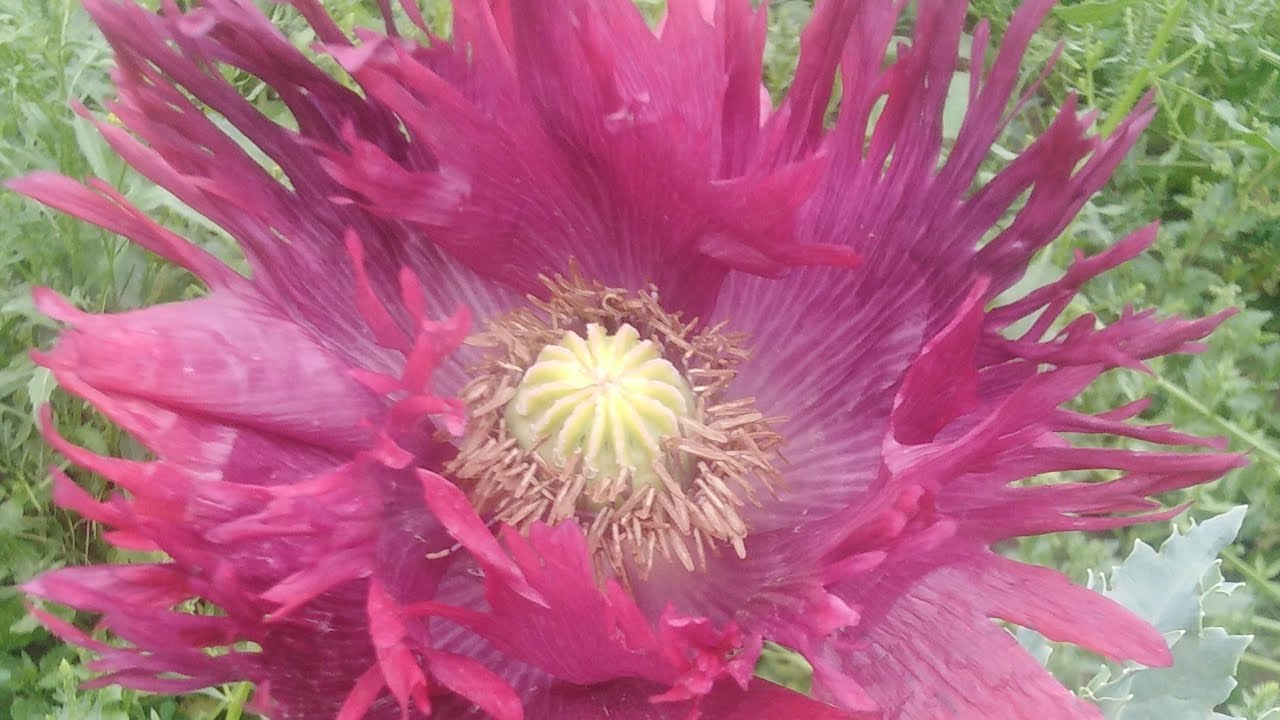 Poppy flowers in different colours|Poppy seed plants - YouTube