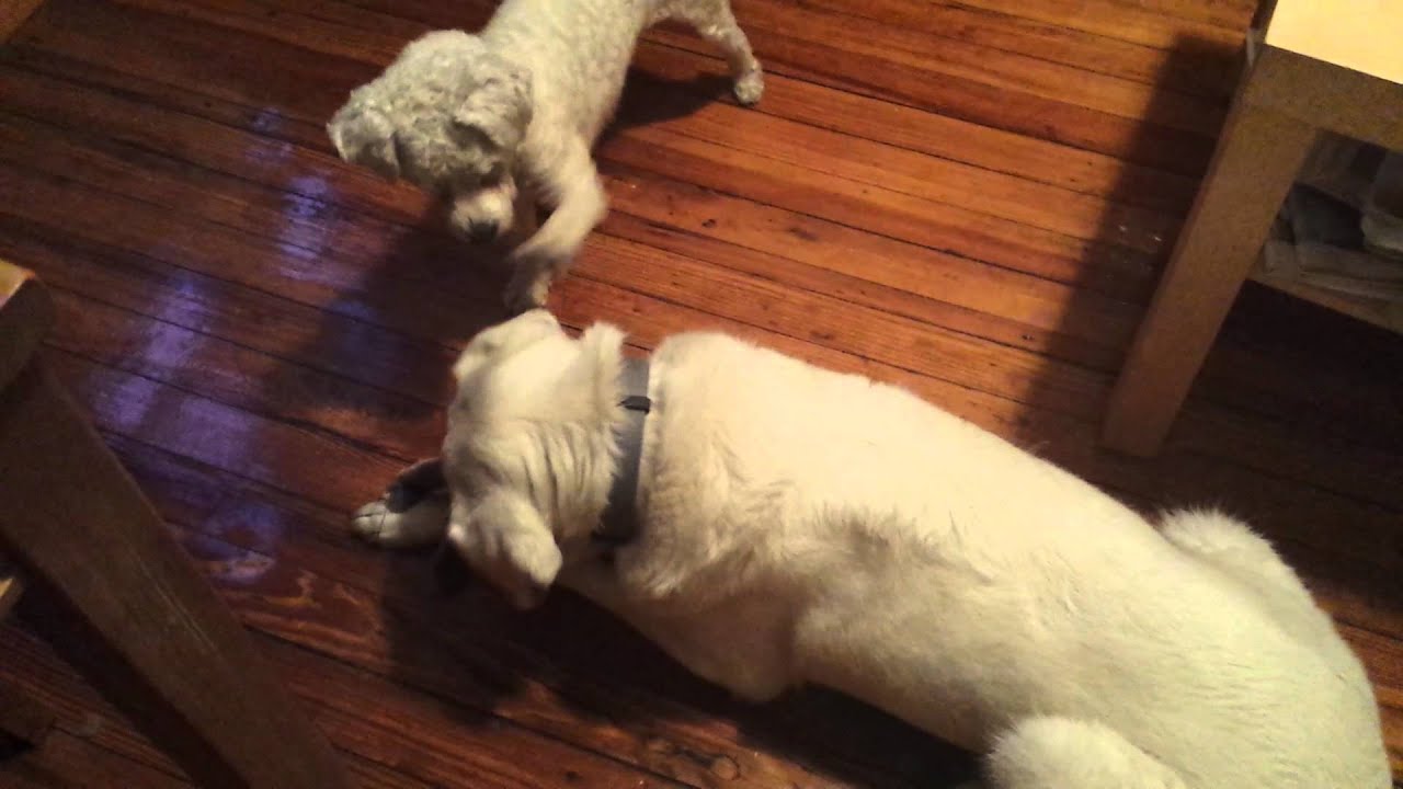 Annoying puppy. Bichon frise vs Lab - YouTube