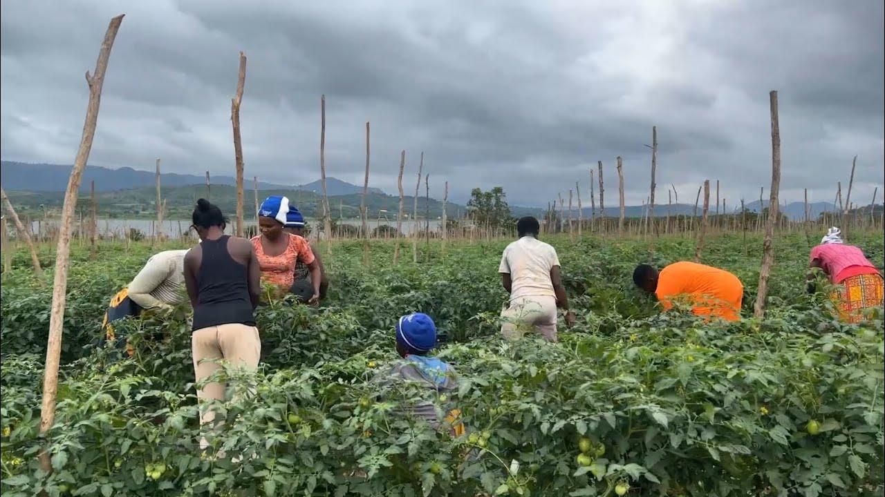 Project Update (Episode 1) - 80 Acres Vegetable Production in Ghana 🇬🇭 ...