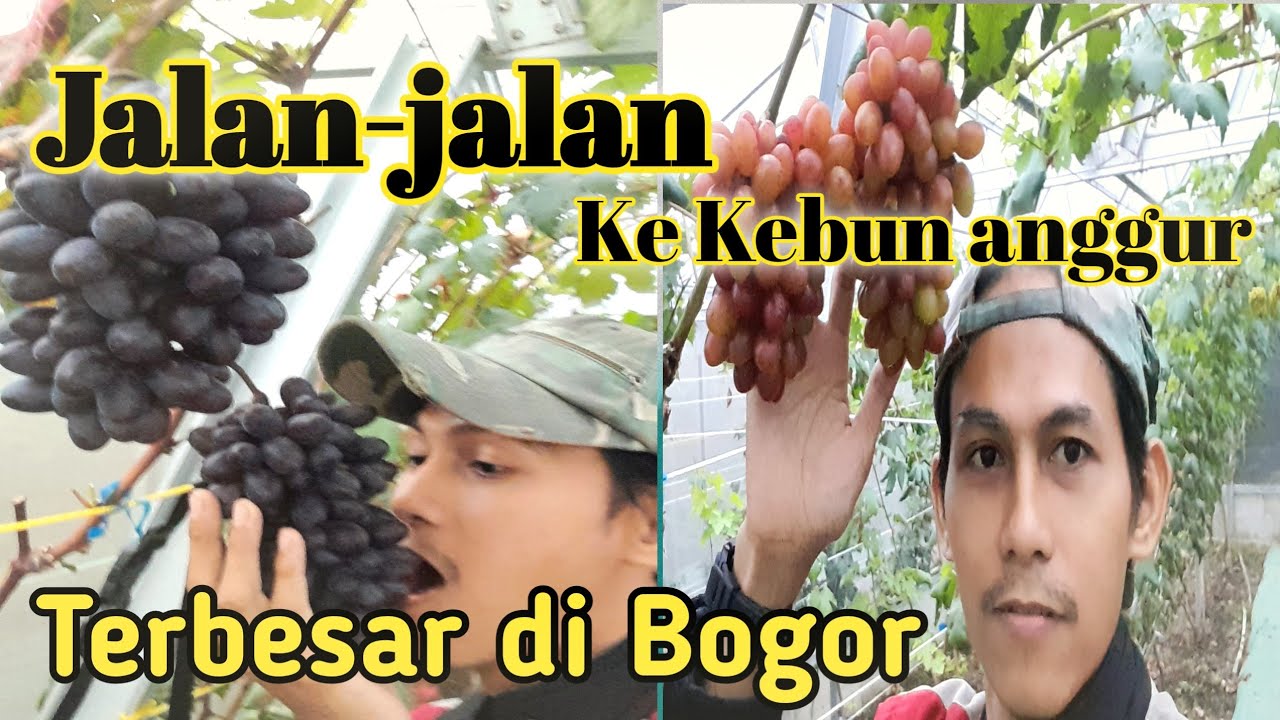 Wisata petik anggur import di bogor, anggur sudah siap panen @Anggola ...