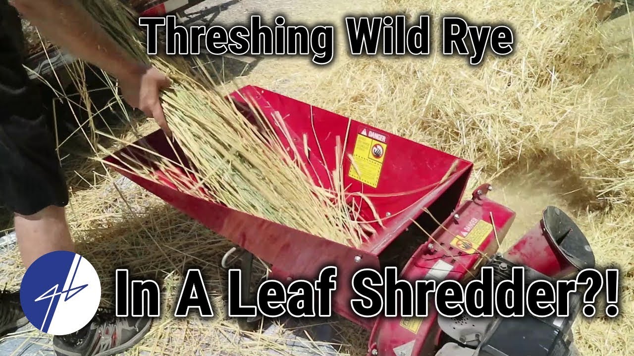 Threshing Wild Rye With A Leaf Shredder?! - YouTube
