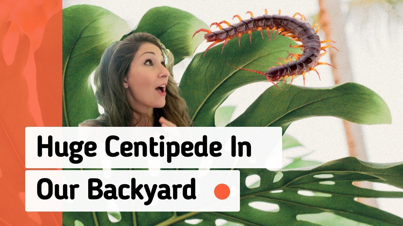 HUGE KAUAI CENTIPEDE IN OUR BACKYARD AND ANSWERING QUESTIONS TO CALM ...