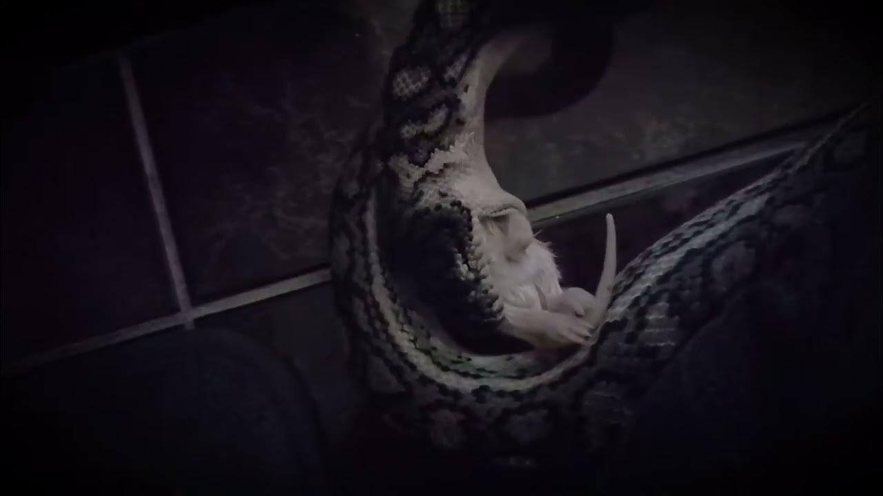 Feeding our carpet python. - YouTube