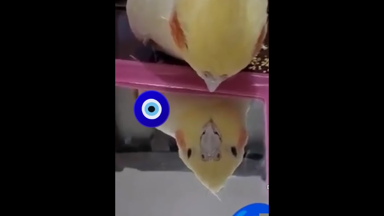 Live streaming of Rico The Bird - YouTube