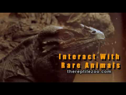 Reptile Zoo 12 sec teaser