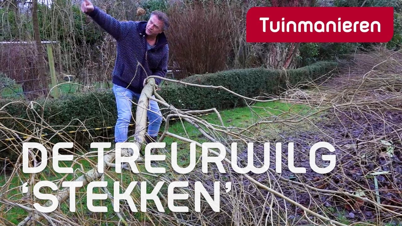 De wilg stekken? Huh? | Plantenkennis | Tuinmanieren - YouTube