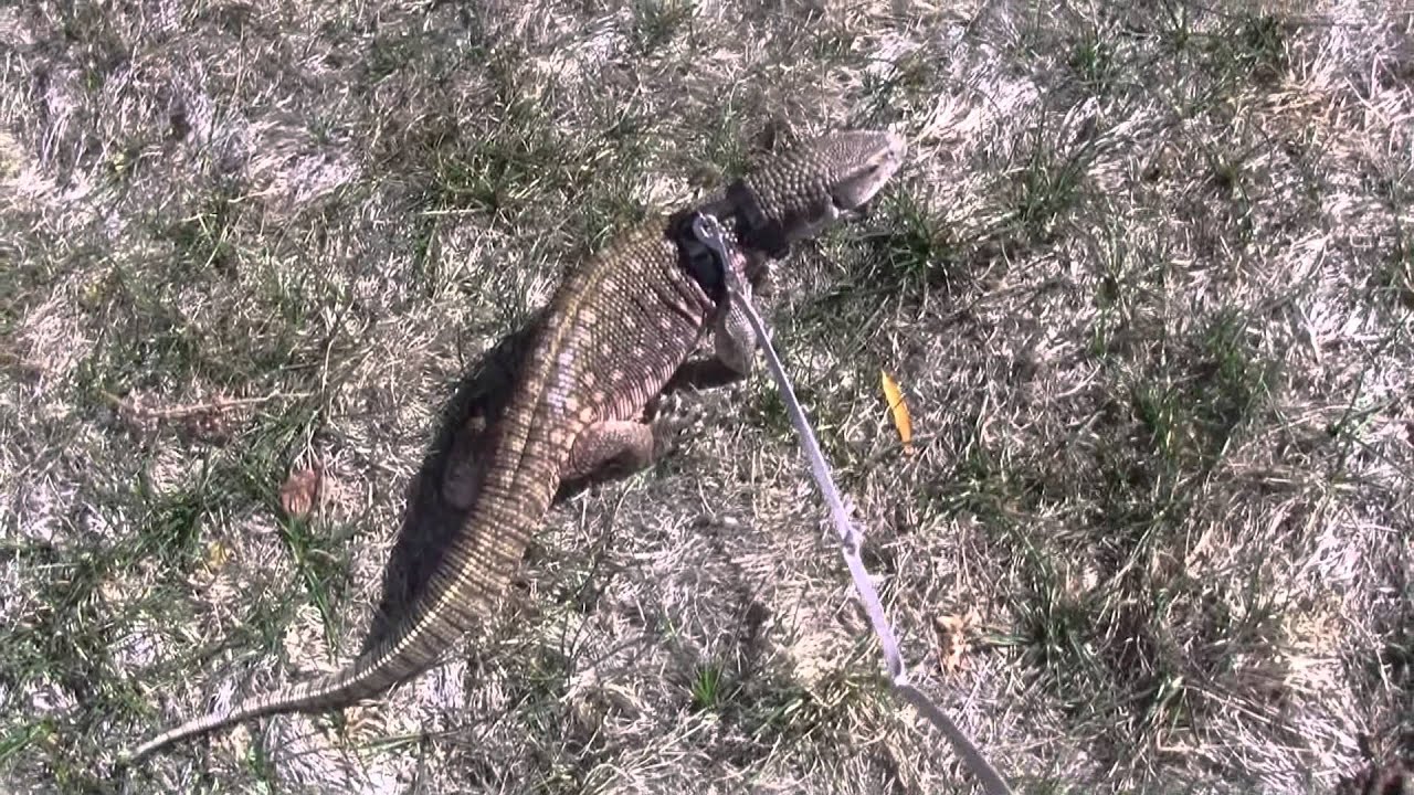 ~ MALE OR FEMALE? SAVANNAH MONITOR LIZARD (MALE) ~ - YouTube