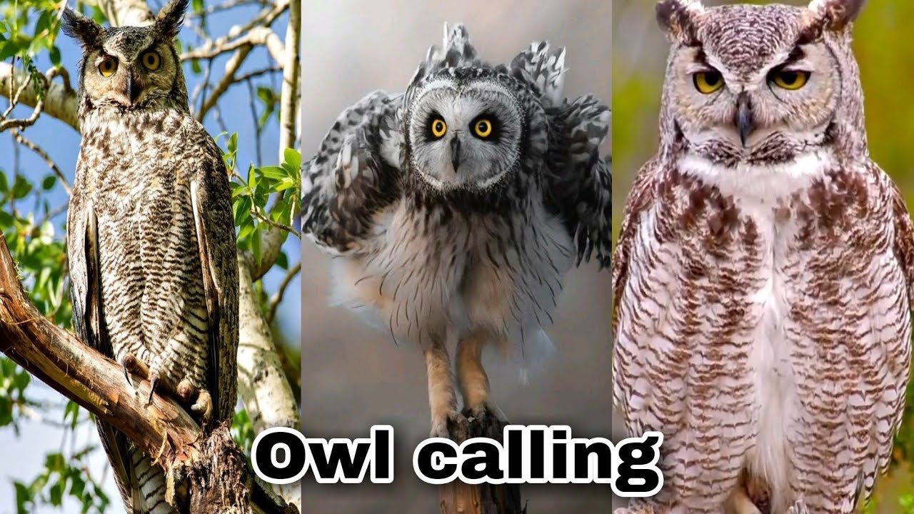 owl calling | brown wood owl | eurasian scops owl | northern hawk owl ...
