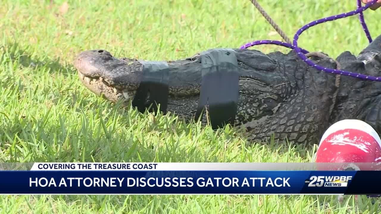 Whose responsible if there's a gator in your lake? - YouTube