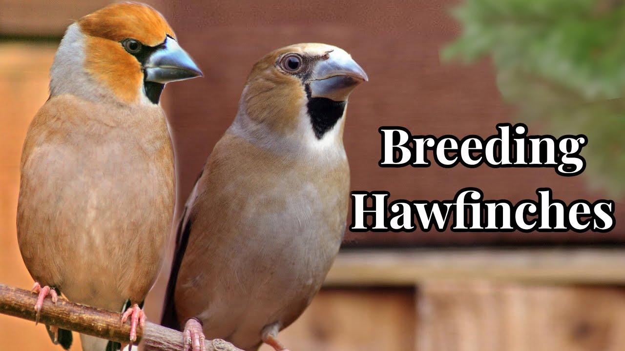 Breeding Hawfinches in Captivity - Bernard Williams | N&N ZR - YouTube