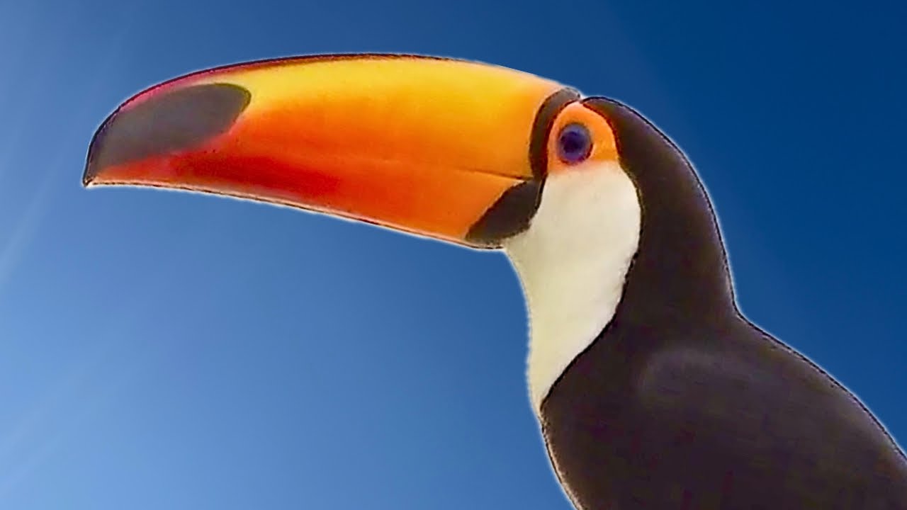 CANTO DO TUCANO, SOM DE TUCANO CANTANDO - YouTube