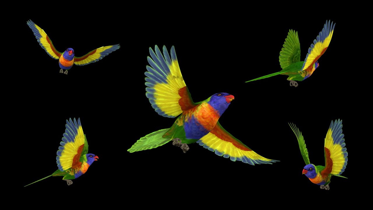 Rainbow Lorikeet Parrot Bird - Flying Loops and Transitions - YouTube