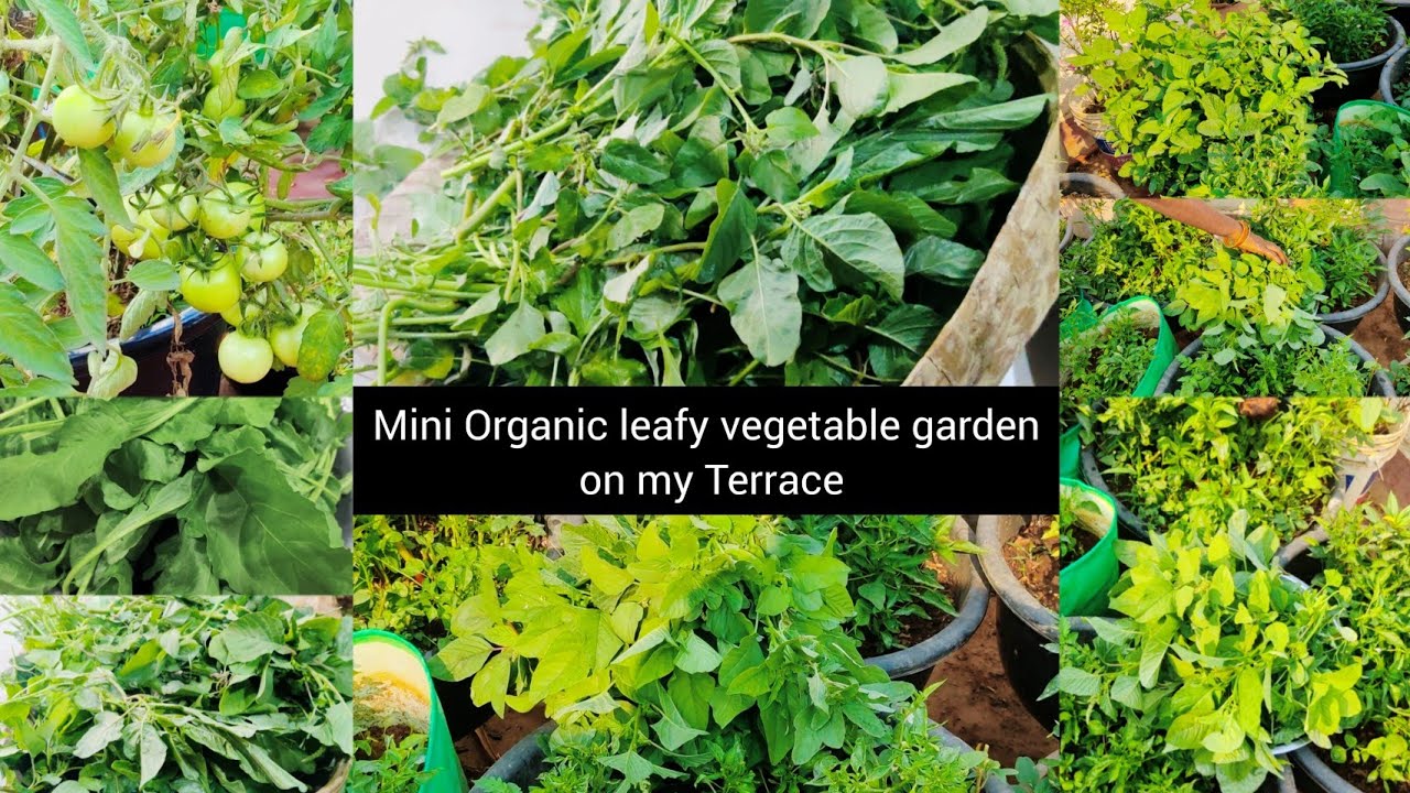 మా Terrace garden లో ఈరోజు Harvest చేసుకున్న leafy vegetables | Mini ...