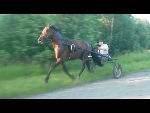 Asya bölgesinde Rahvan Atlar(Kocaman atlar)