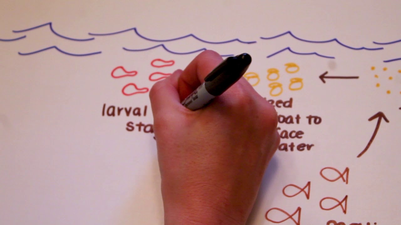 Grouper Life Cycle - YouTube