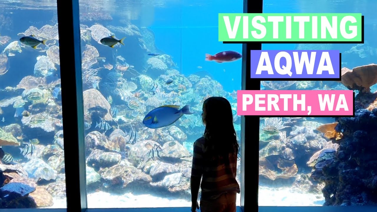 Dive into the Depths of AQWA: Exploring Perth's Premier Aquarium with ...