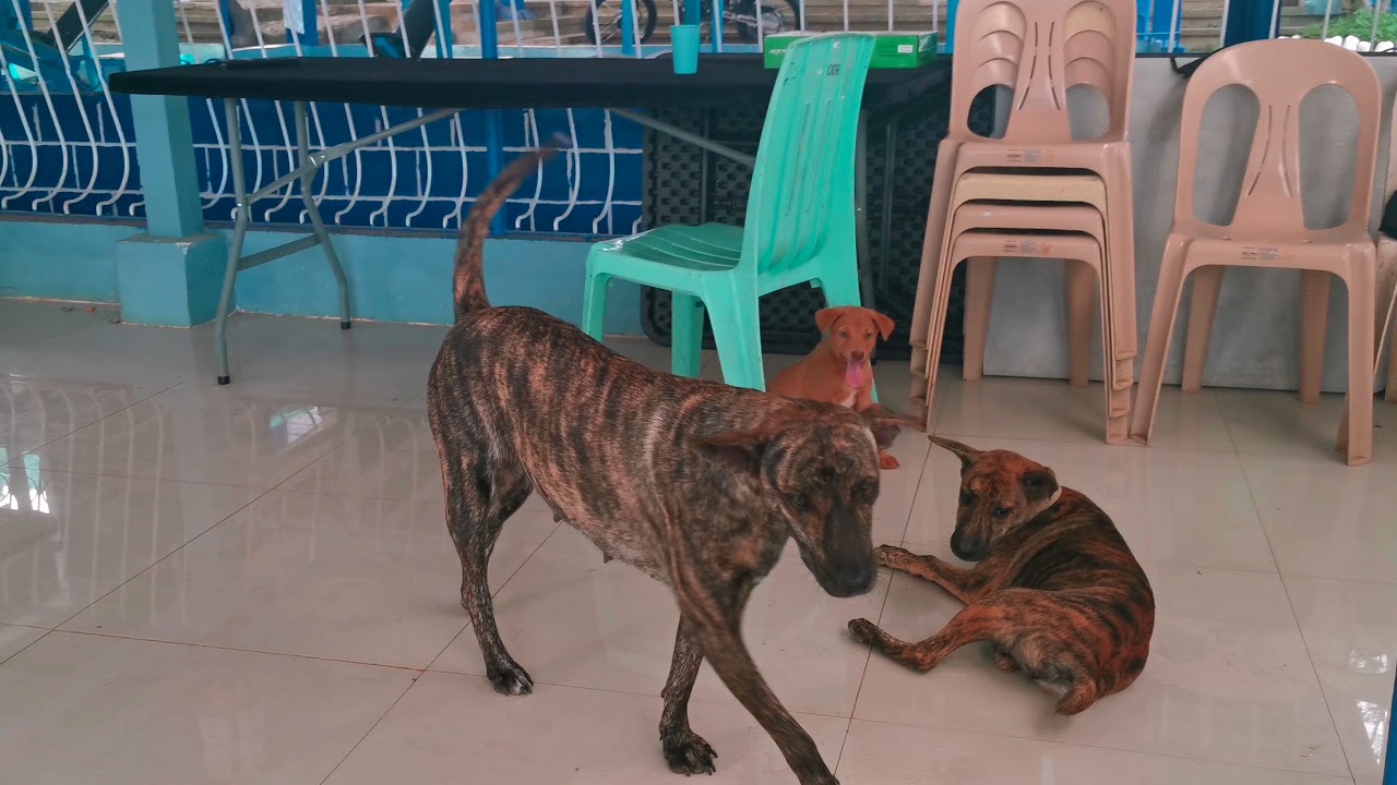 Philippine witch dog - YouTube