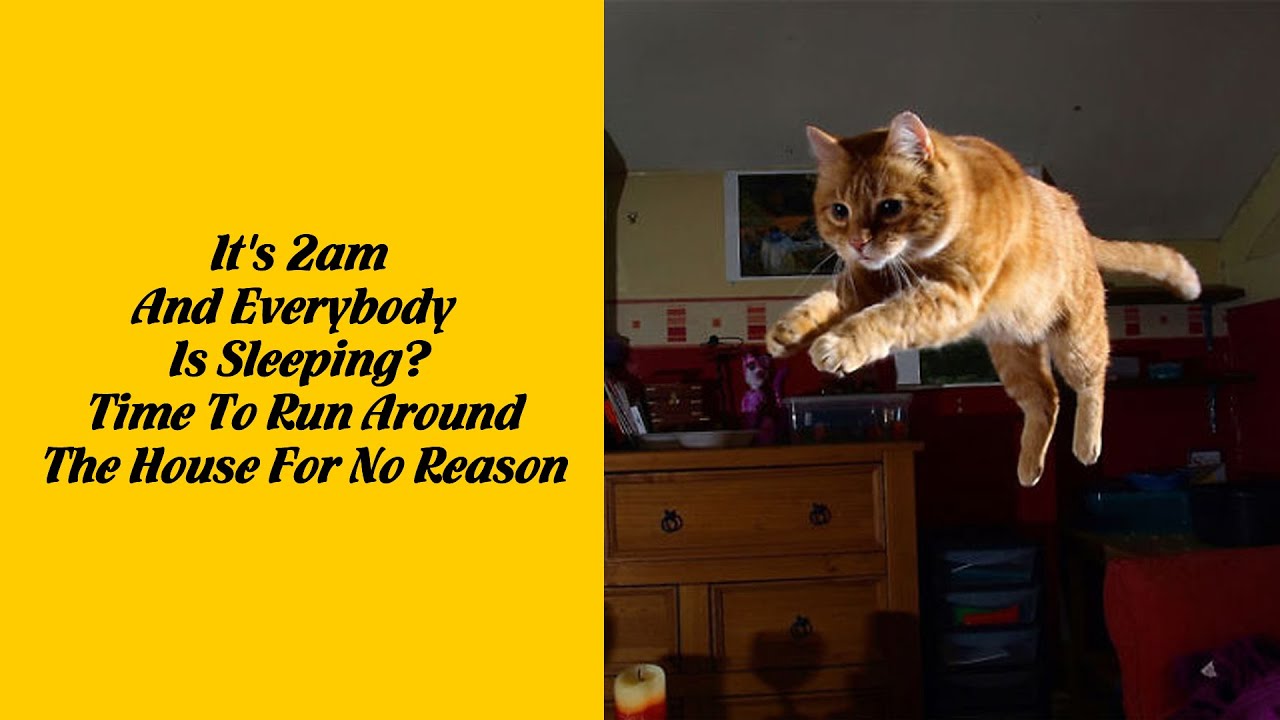 50 Of The Best Examples Of Cat Logic That Will Capture What It's Like ...