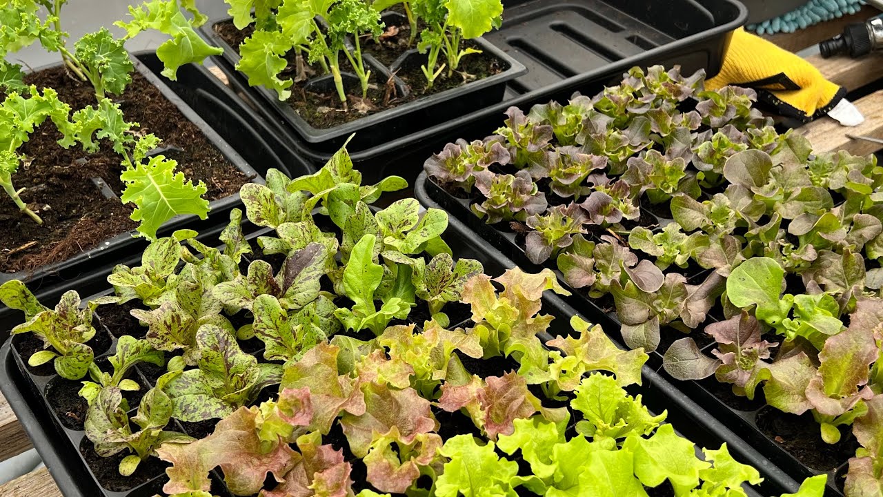 Last plantings of 2024 ~ for a spring harvest - YouTube