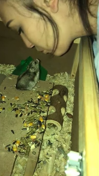 Hamster kiss - YouTube