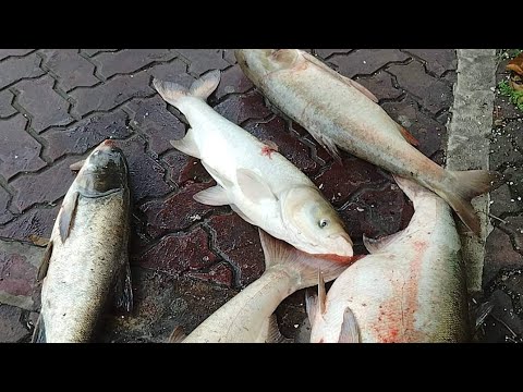 Cream Dory Fish Sa Ilog Pasig - YouTube