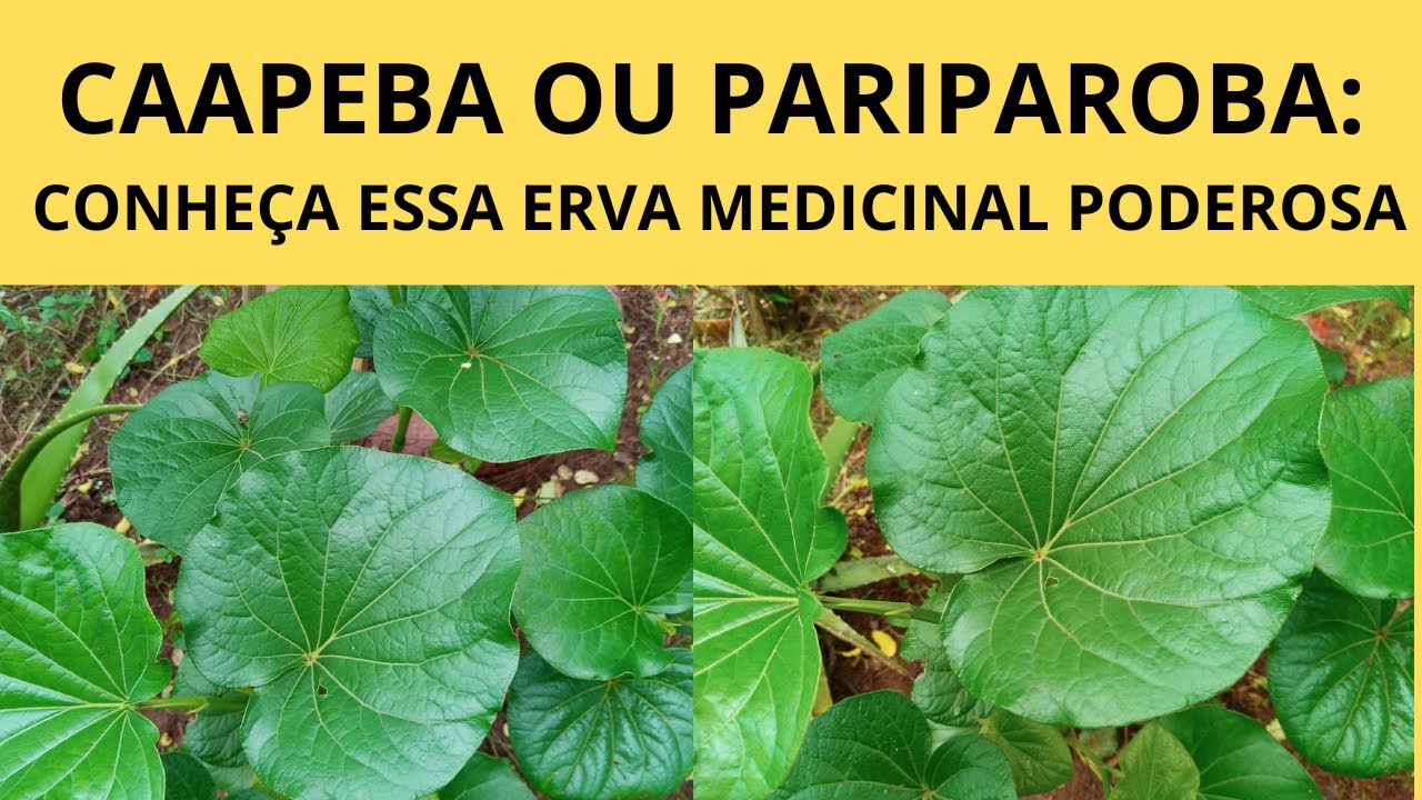 CAAPEBA OU PARIPAROBA: APRENDA A IDENTIFICAR ESSA ERVA MEDICINAL ...