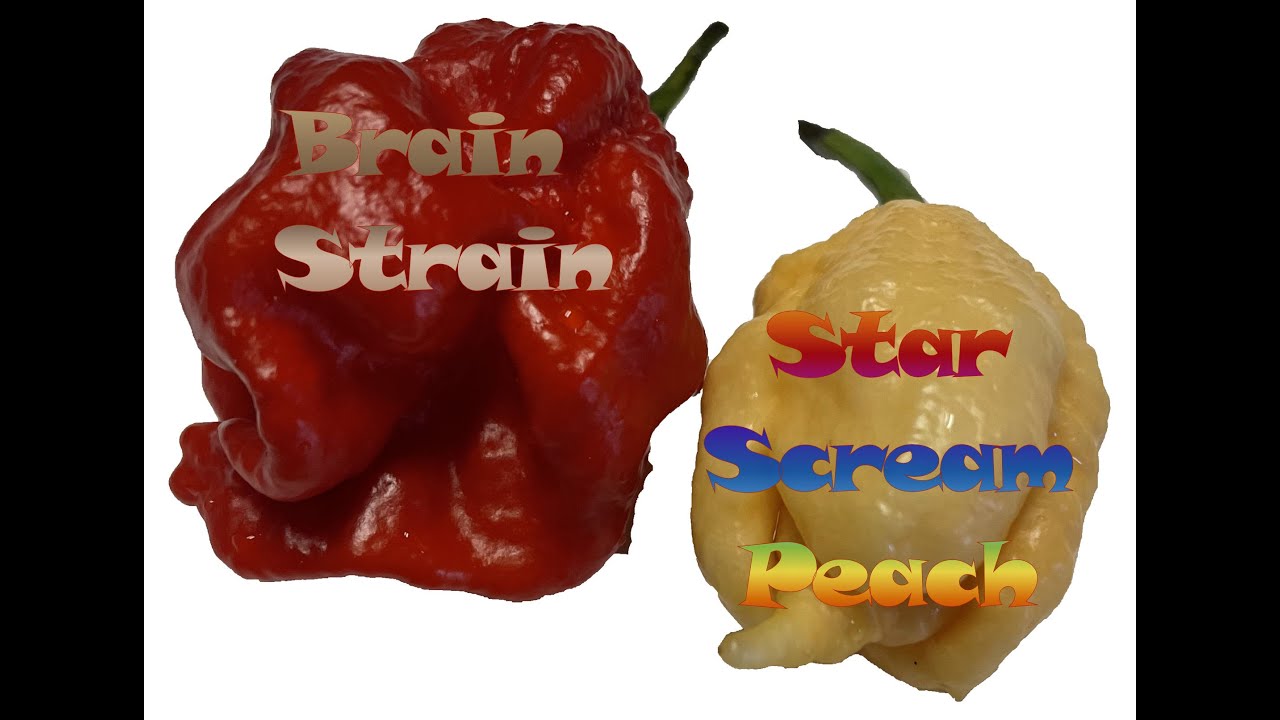 🔥🔥🔥SUPER HOT PEPPERS!!! Christopher and I take on the Brain Strain and ...