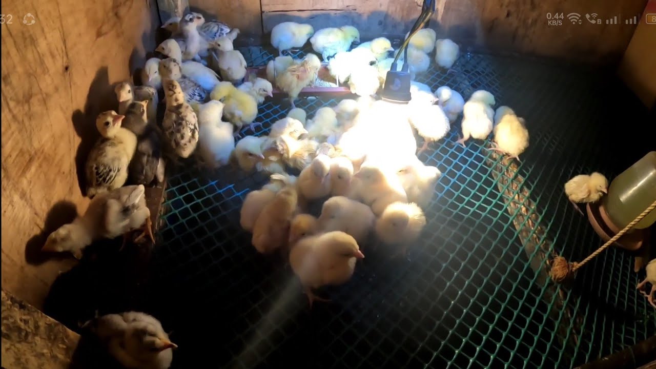 BUMILI KAMI NG SISIW (45 DAYS BROILER CHICKEN) - YouTube