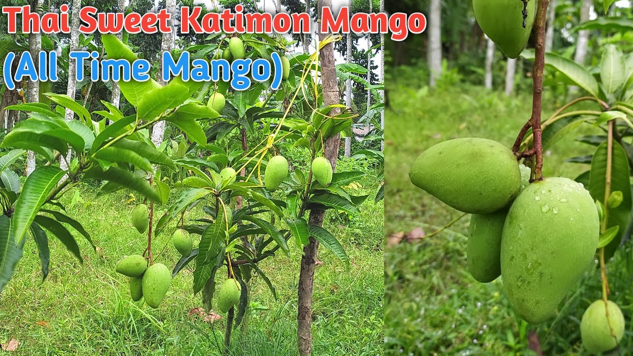 Thai Catimon Mango Farming(All Time Sweet Mango) Contact:8609771886 ...