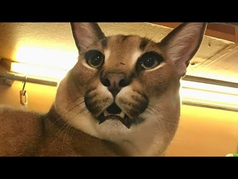 Big Floppa Has a Cute Voice 'Karr' : Caracal - YouTube