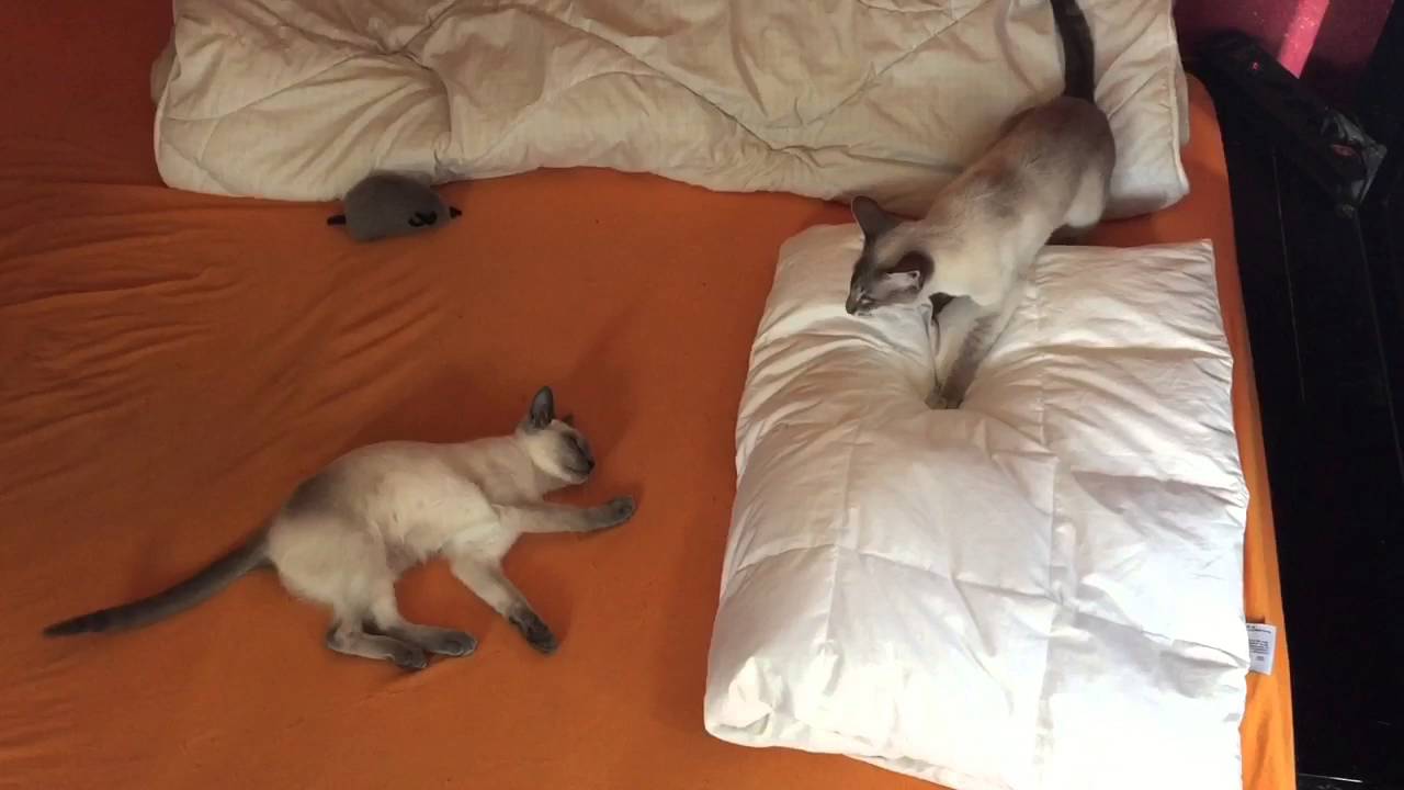 Siamese Cats Beast Mode - YouTube