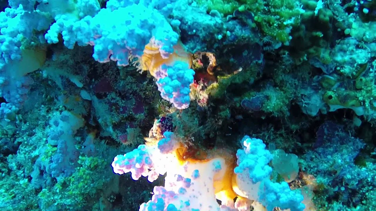 2015 Addu-Male (video di Andrea Soave) - YouTube