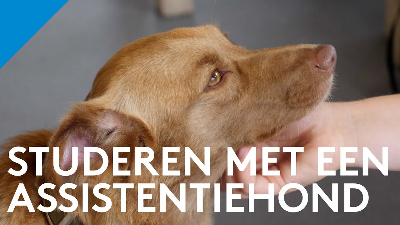 Studeren met een assistentiehond - YouTube