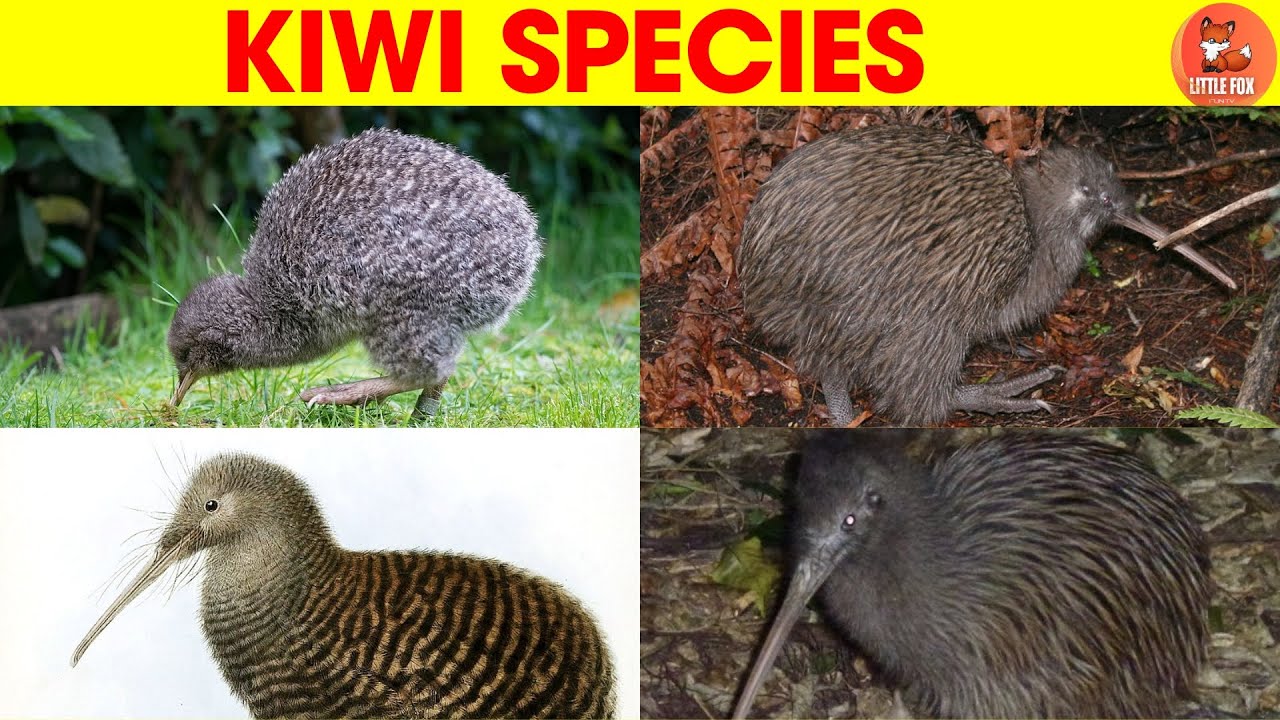 New Zealand's Special Birds! Exploring Kiwi Species! Name in English # ...