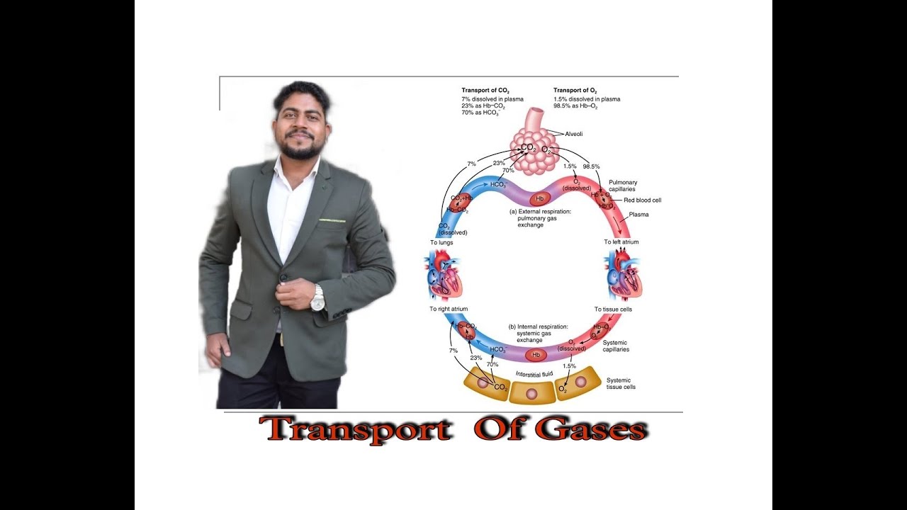 TRANSPORT OF GASES II OXYHAEMOGLOBIN DISSOCIATION CURVE II CHLORIDE OR ...