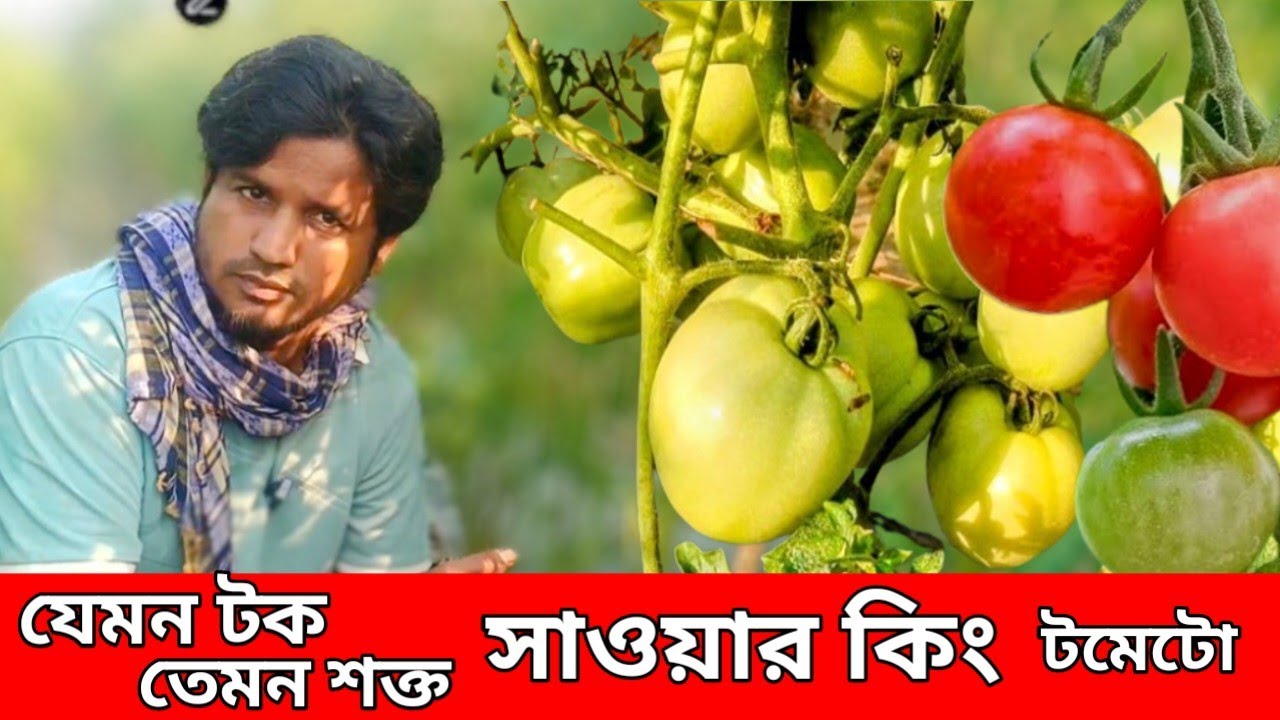 সাওয়াব কিং টমেটোতে বাম্পার ফলন।মালিক সিডস কোম্পানি।Sour King Tomato ...