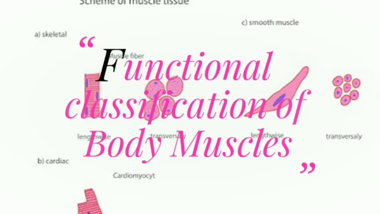 Human Body Muscles Functions Classification And Significance