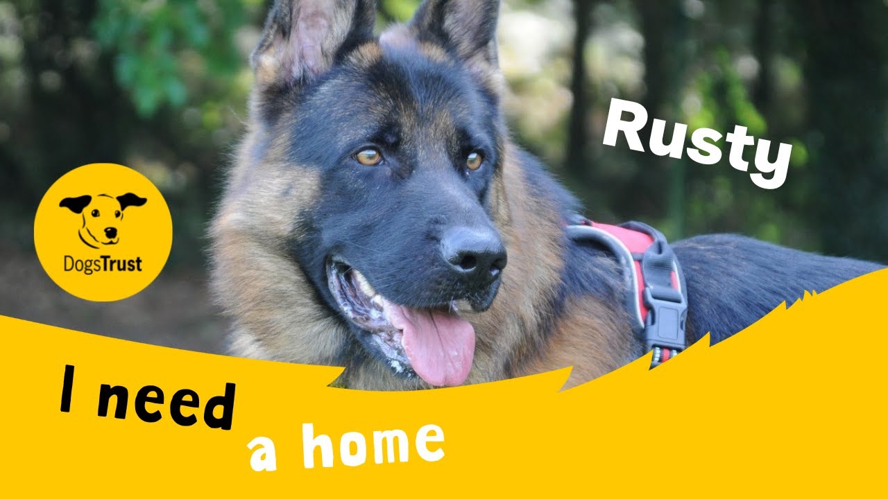 Rusty the gorgeous German Shepherd | Dogs Trust Canterbury - YouTube