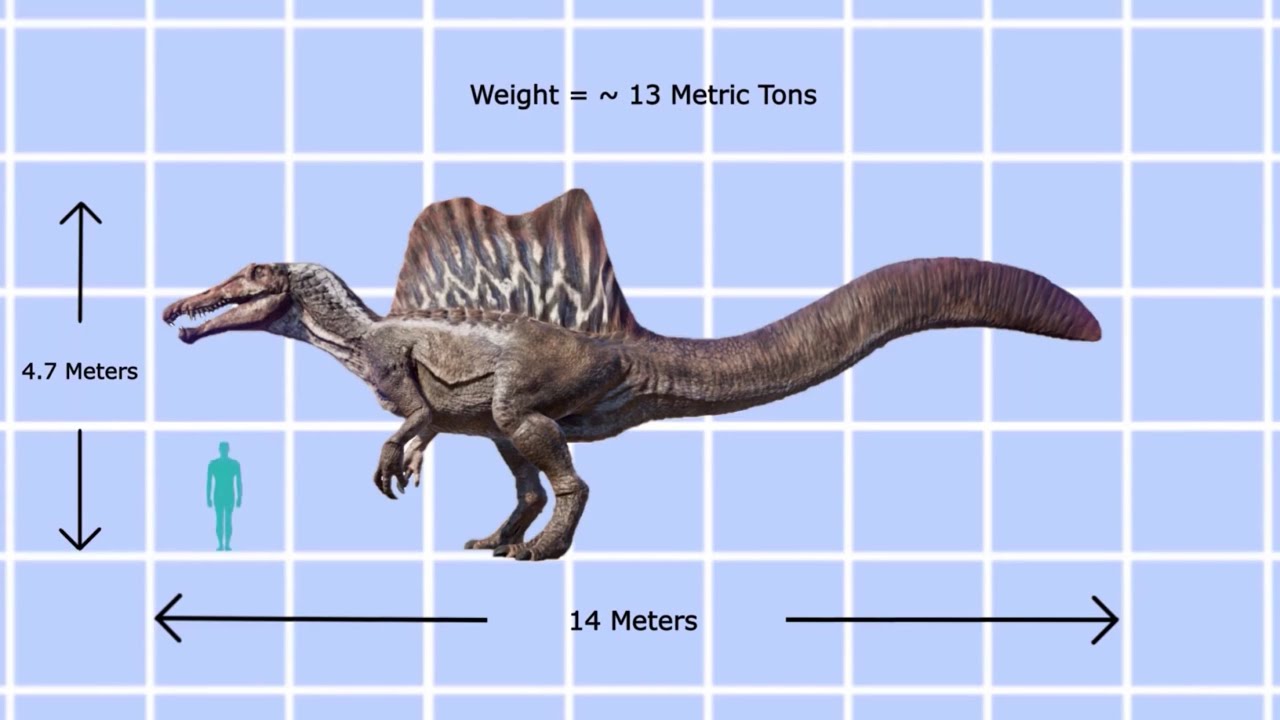 Prehistoric Sanctuary’s Dinosaur Showcase: Spinosaurus aegyptiacus ...