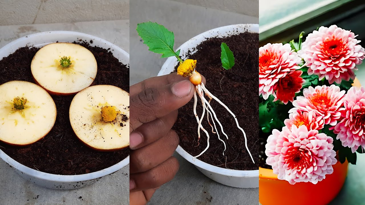 How To Plant Chrysanthemum Seeds