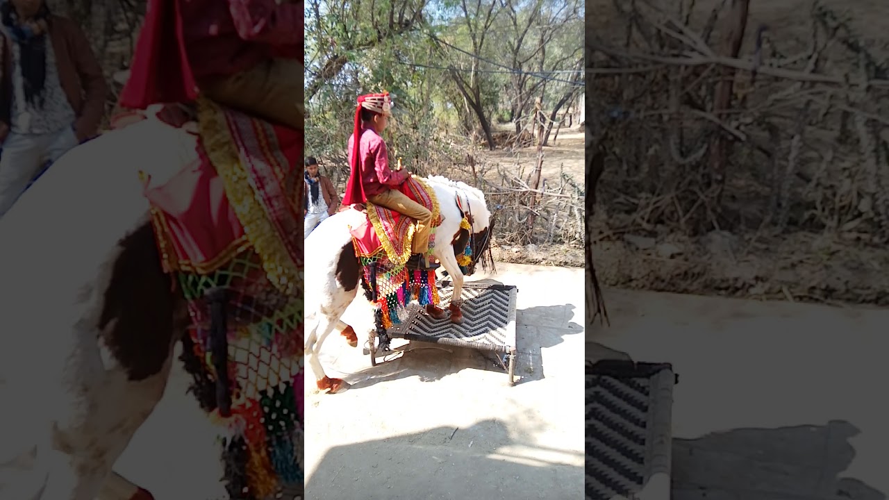 Desi ghode ka dance(1) - YouTube