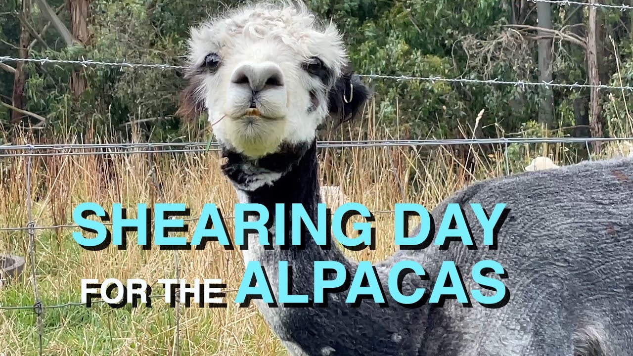 Alpaca Shearing and Using Alpaca Fibre in the Food Forest ...