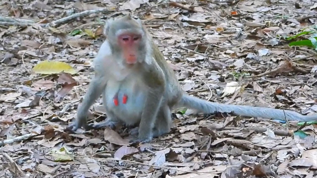 Jane on ground to forage, Big Male monkey chase her - YouTube