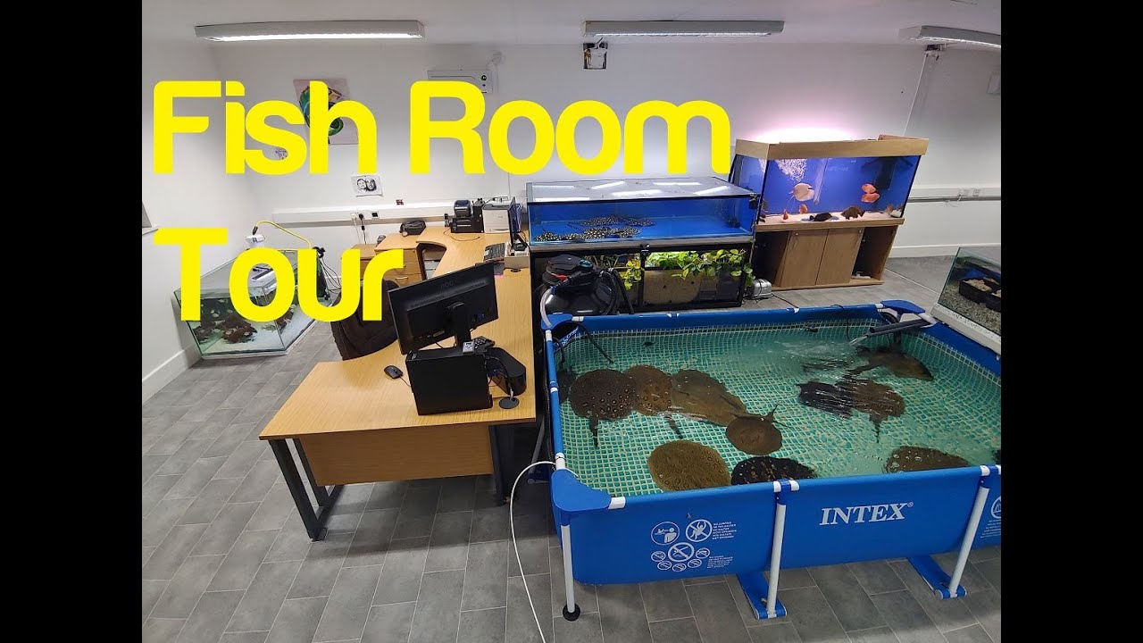 Fish Room Tour - All My Fish & Filtration - Rays Black Diamond Hybrids ...