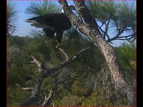 10-21-22 NEFL Bald eagles; big rouse and a stick grab 'n go, Gabby and ...