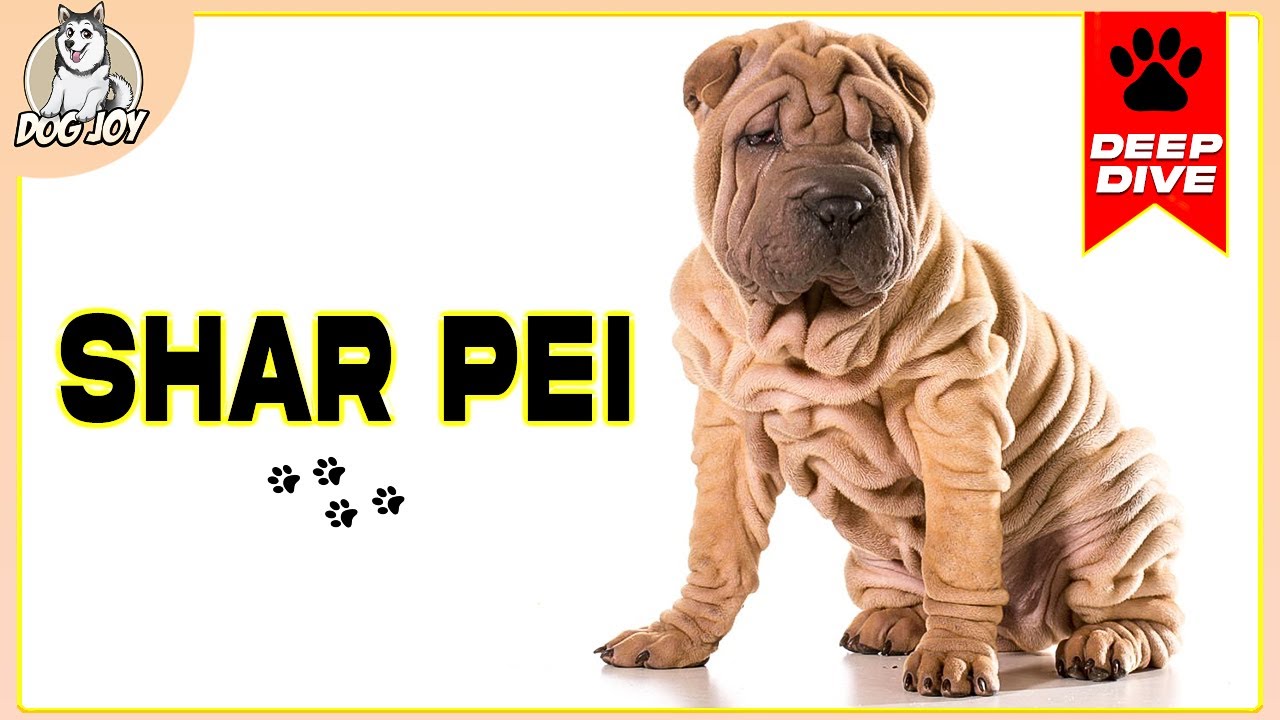Discover the SHAR PEI: A Comprehensive Guide to the Breed - YouTube