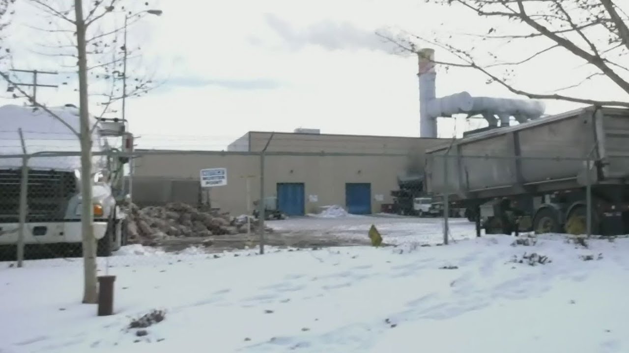Pile of pig carcasses left outside for days outside Saskatchewan ...