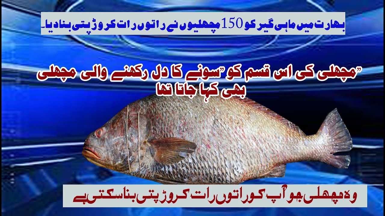 fisherman caught Ghol fish|Maharashtra-based fisherman, making him ...